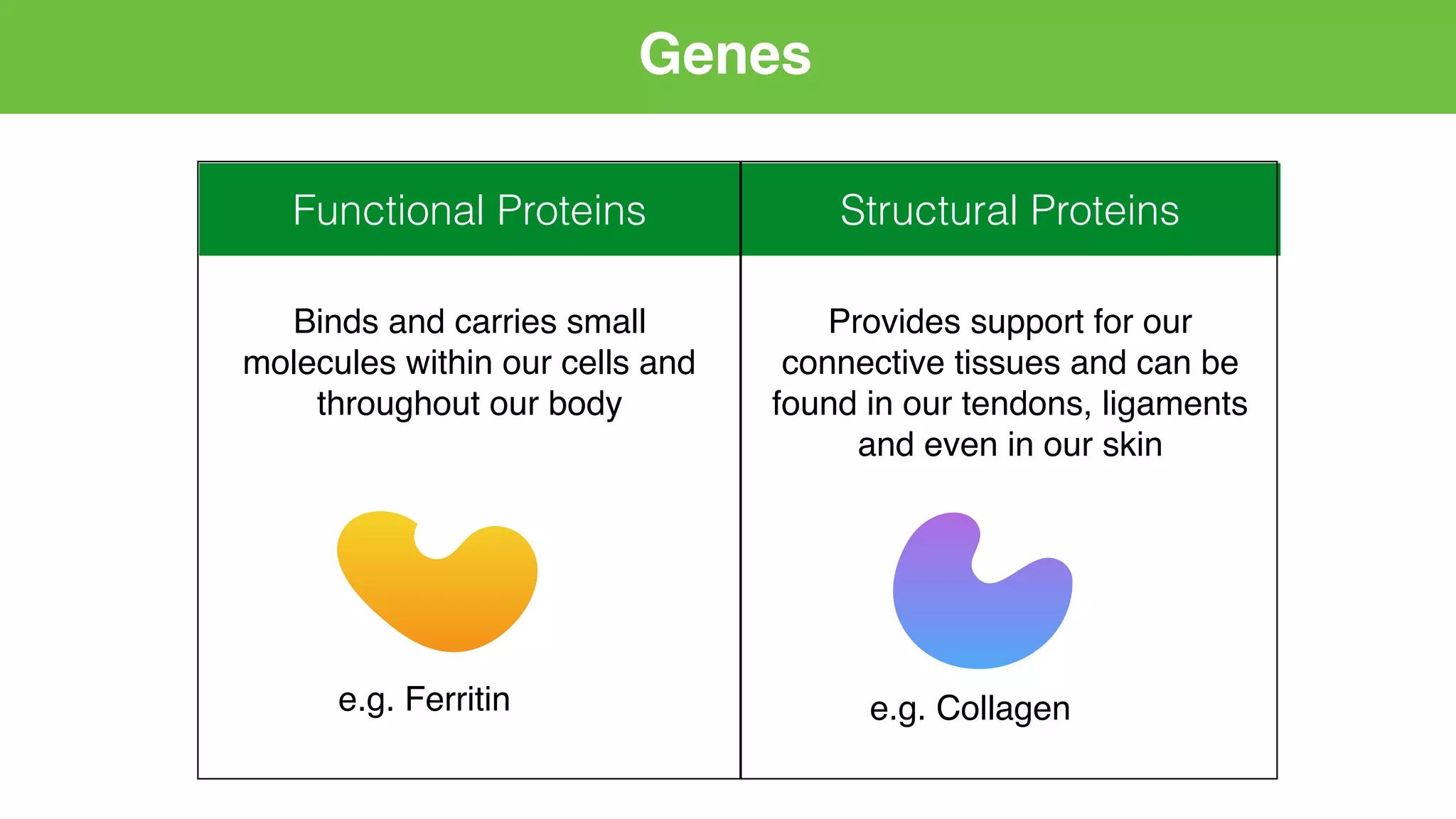Hsc biology 3.1: genes, mitosis, cell differentiation and ...