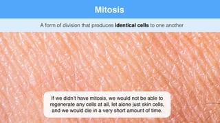 Hsc biology 3.1: genes, mitosis, cell differentiation and ...