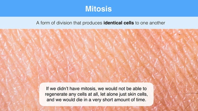 Hsc biology 3.1: genes, mitosis, cell differentiation and ...