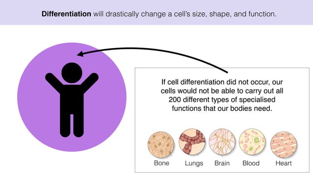 Hsc biology 3.1: genes, mitosis, cell differentiation and ...