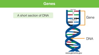 Hsc biology 3.1: genes, mitosis, cell differentiation and ...