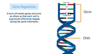 Hsc biology 3.1: genes, mitosis, cell differentiation and ...