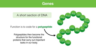 Hsc biology 3.1: genes, mitosis, cell differentiation and ...