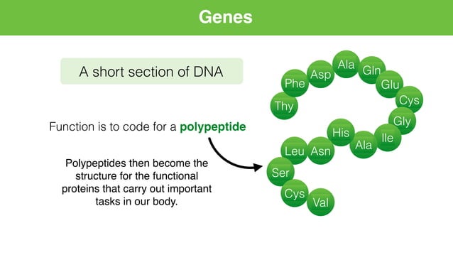 Hsc biology 3.1: genes, mitosis, cell differentiation and ...