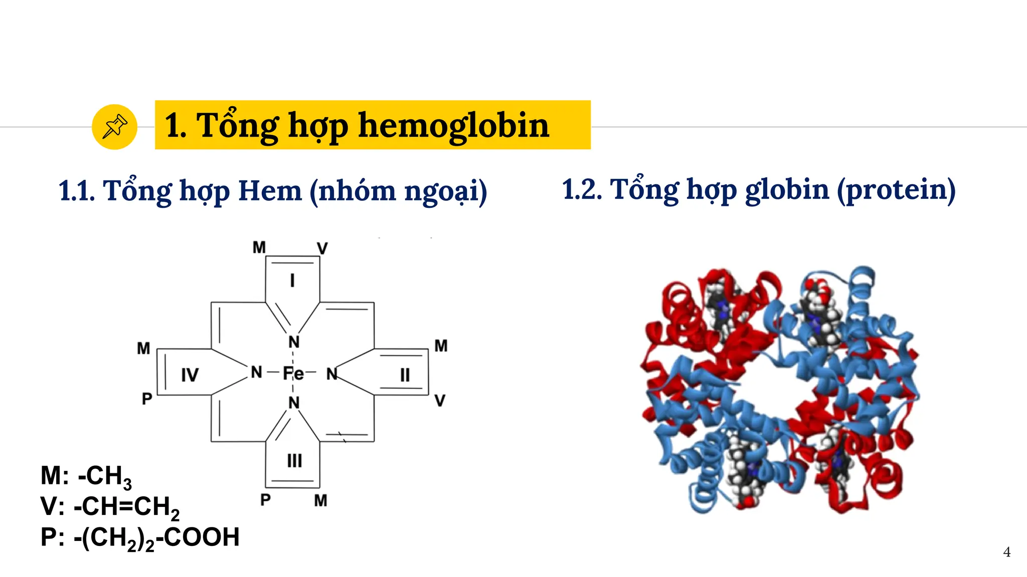 [HS] Chuyển hoá Hemoglobin.pdf (Biochemistry) | PDF
