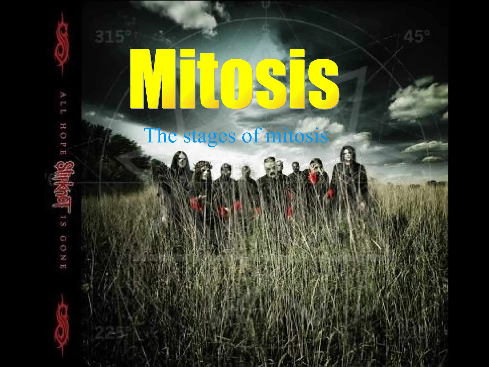 mitosis | PPT
