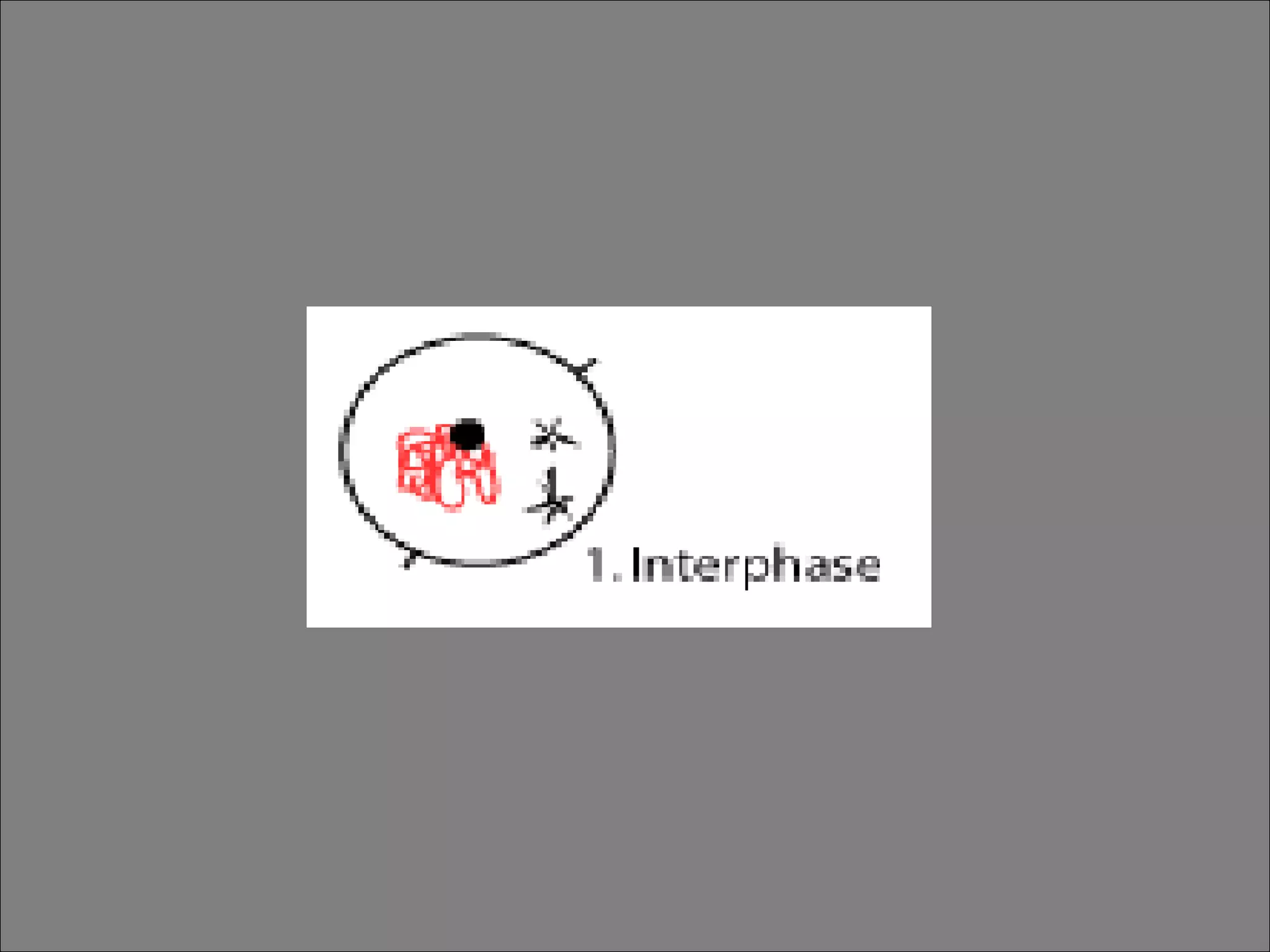 Mitosis Ppt