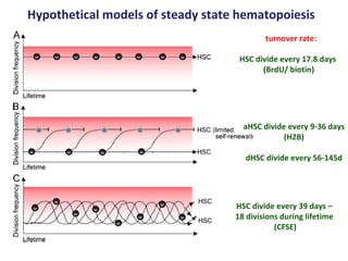Hsc quiescence online | PPT