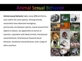 Human Sexual Behavior and Animal Models (HSDD) | PPT