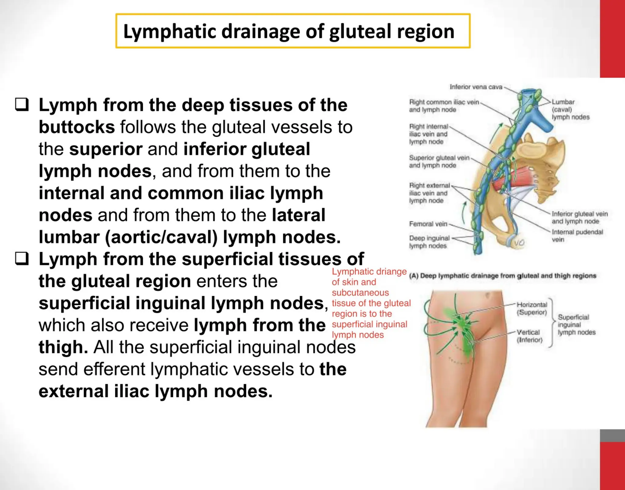 HSF-Lymphatic vessels of lower limbs Pdf | PDF