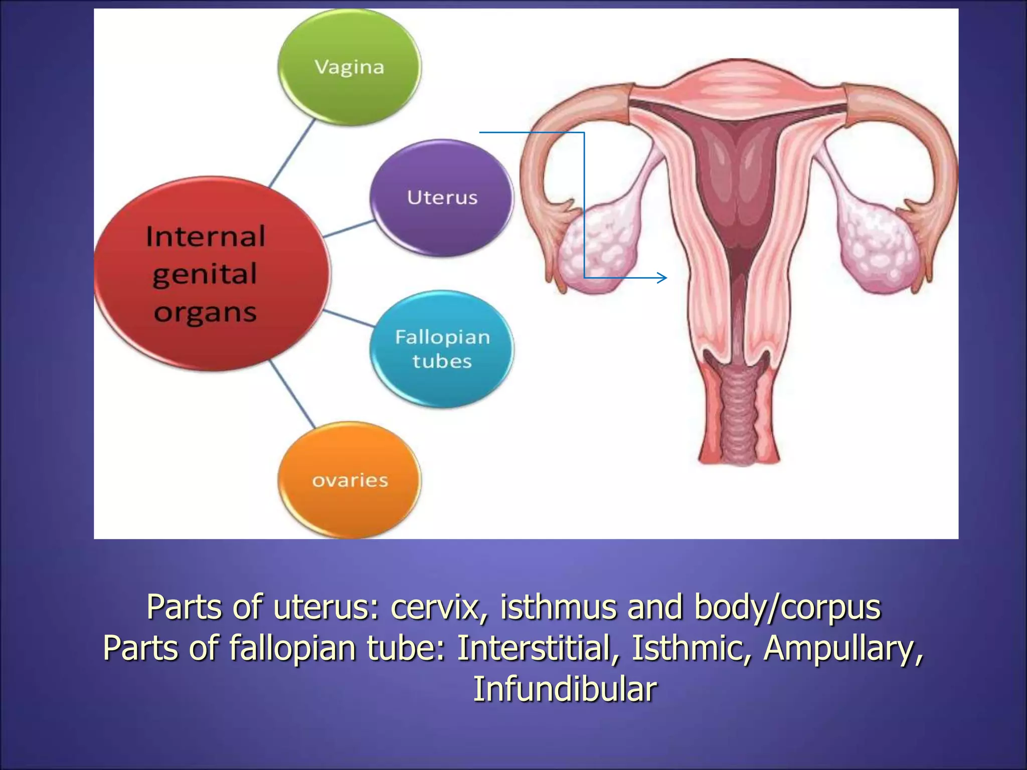 INVESTIGATION OF FEMALE REPRODUCTIVE PART(GENITIAL ORGAN) | PPT ...