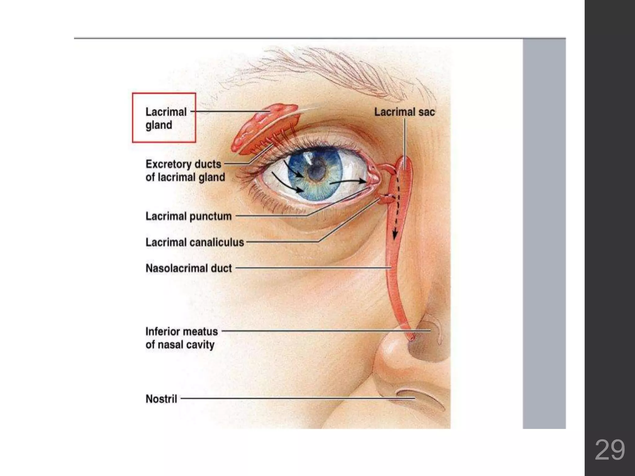 HSG DCS and Sailography | PPT