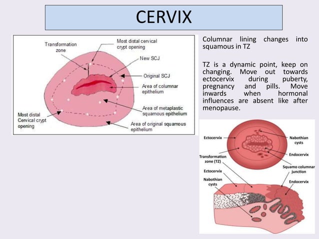 Bethesda Cervical CYtology | PPTX