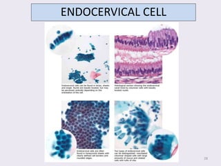 Endocervical Cells
