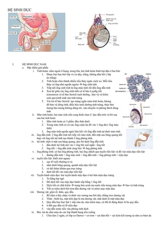 HỆ SINH DỤC.docx