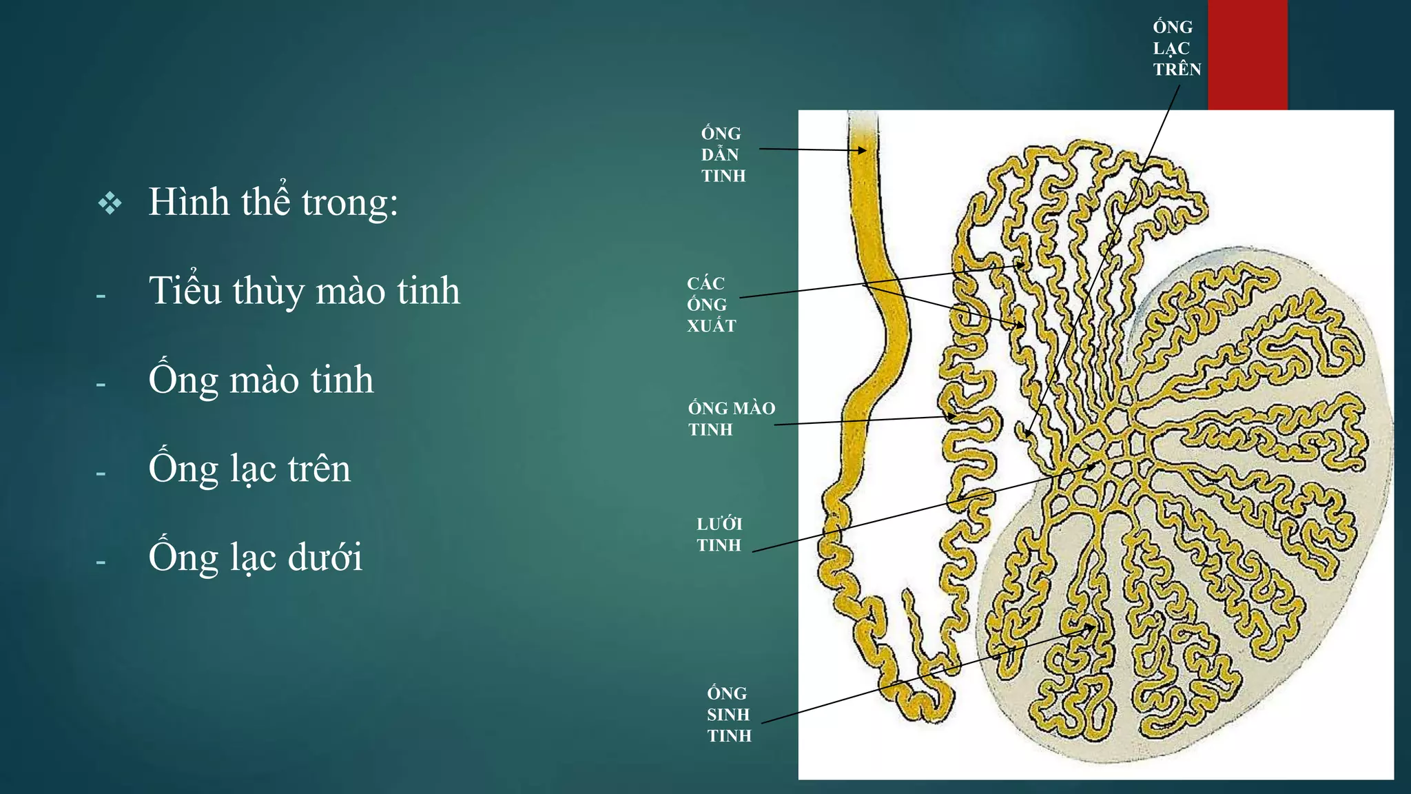 Hệ sinh dục nam | PPTX