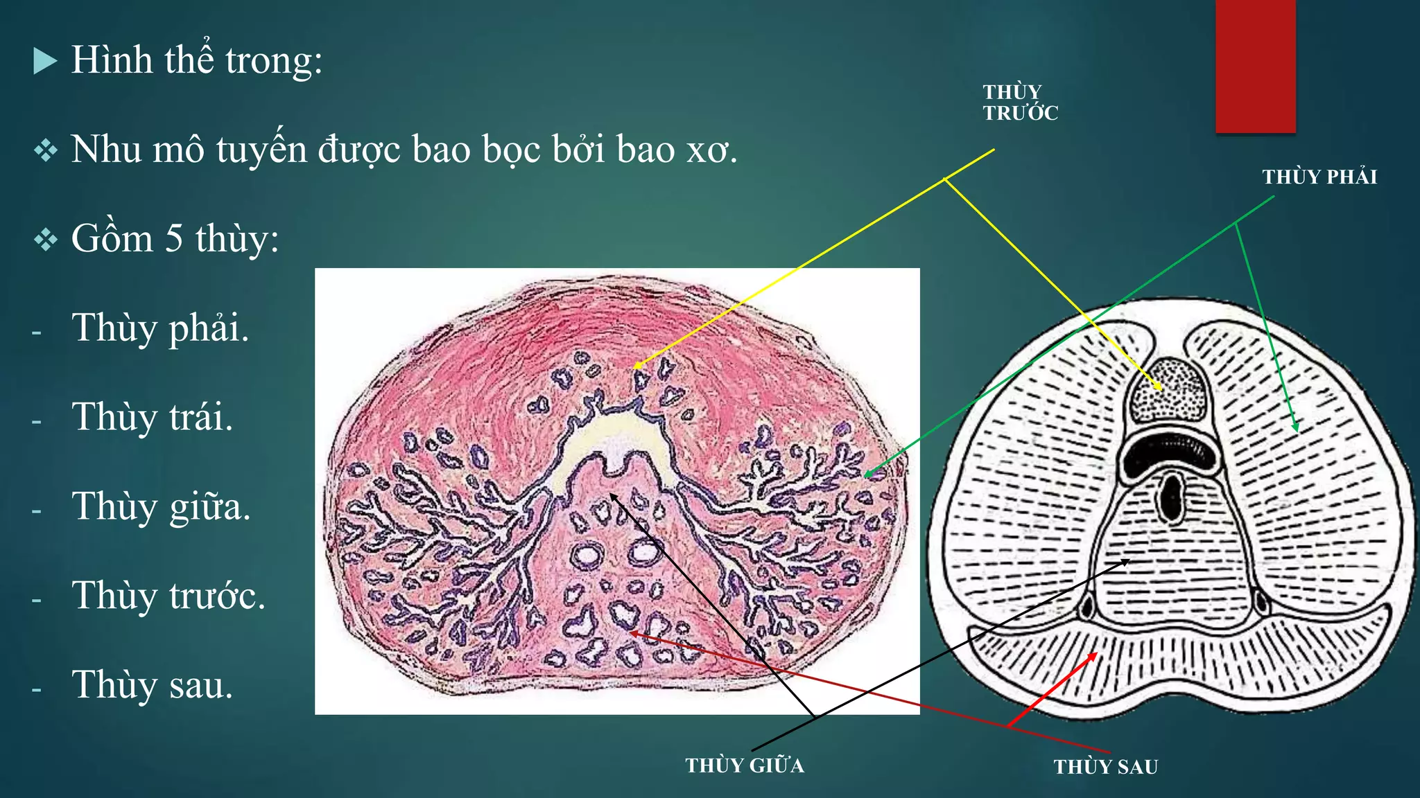 Hệ sinh dục nam | PPTX