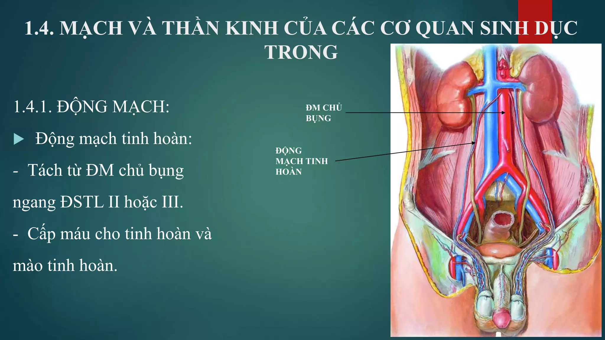 Hệ sinh dục nam | PPTX