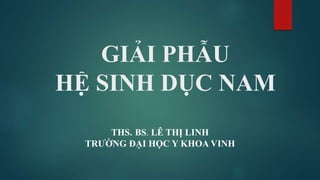 Hệ sinh dục nam | PPTX