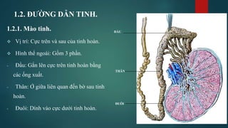 Hệ sinh dục nam | PPTX