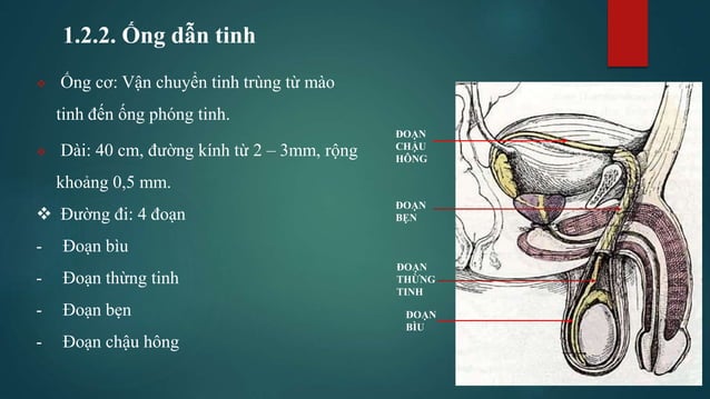 Hệ sinh dục nam | PPTX