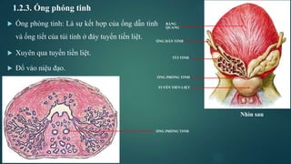 Hệ sinh dục nam | PPTX