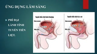 Hệ sinh dục nam | PPTX