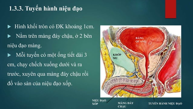 Hệ sinh dục nam | PPTX