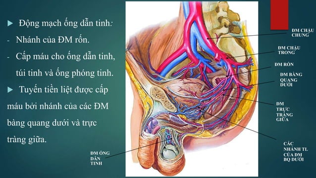 Hệ sinh dục nam | PPTX