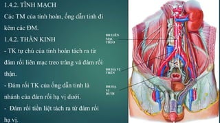 Hệ sinh dục nam | PPTX