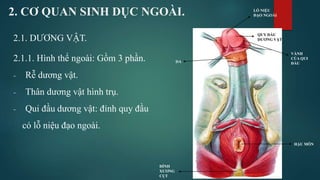 Hệ sinh dục nam | PPTX