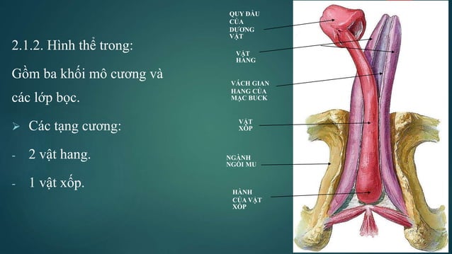 Hệ sinh dục nam | PPTX