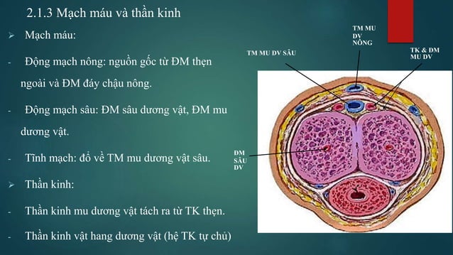 Hệ sinh dục nam | PPTX