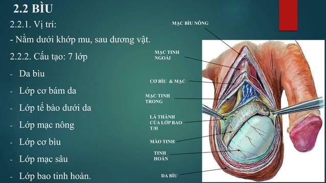 Hệ sinh dục nam | PPTX