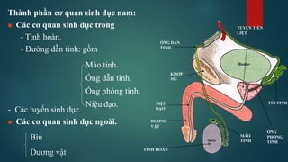 Hệ sinh dục nam | PPTX