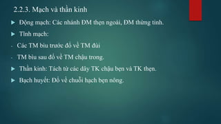 Hệ sinh dục nam | PPTX