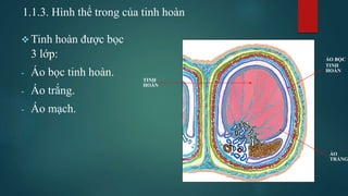 Hệ sinh dục nam | PPTX