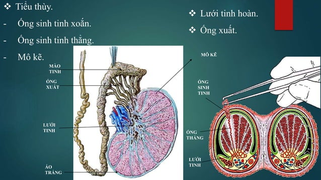 Hệ sinh dục nam | PPTX