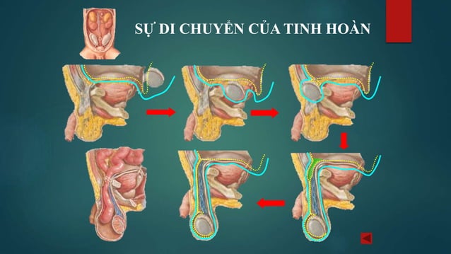 Hệ sinh dục nam | PPTX