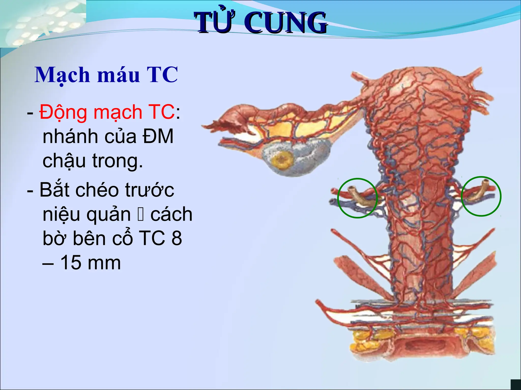 GIẢI PHẪU - CƠ QUAN SINH DỤC NỮ (REPRODUCTIVE ORGAN).pdf