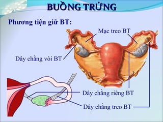 GIẢI PHẪU - CƠ QUAN SINH DỤC NỮ (REPRODUCTIVE ORGAN).pdf