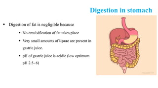 Digestion & absorption of lipids by Dr. Santhosh Kumar N.pptx