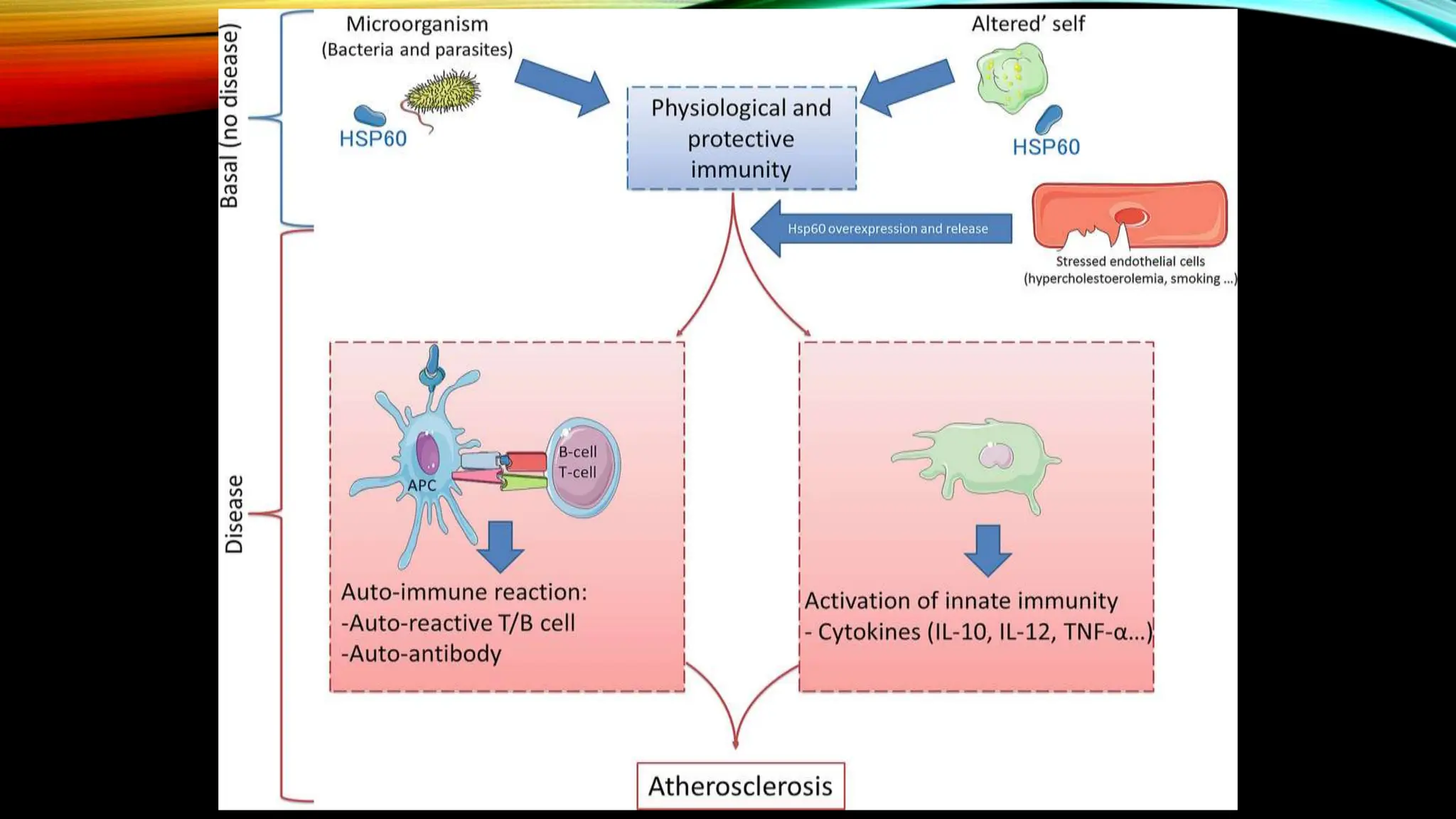 HSP AND PERIODONTIUM in health and disease | PPTX