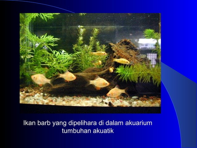 Hsp ikan hisan | PPT