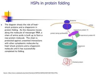 HSPs.ppt