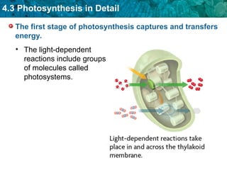 Detailed Exploration of Photosynthesis: Light-Dependent and Light ...