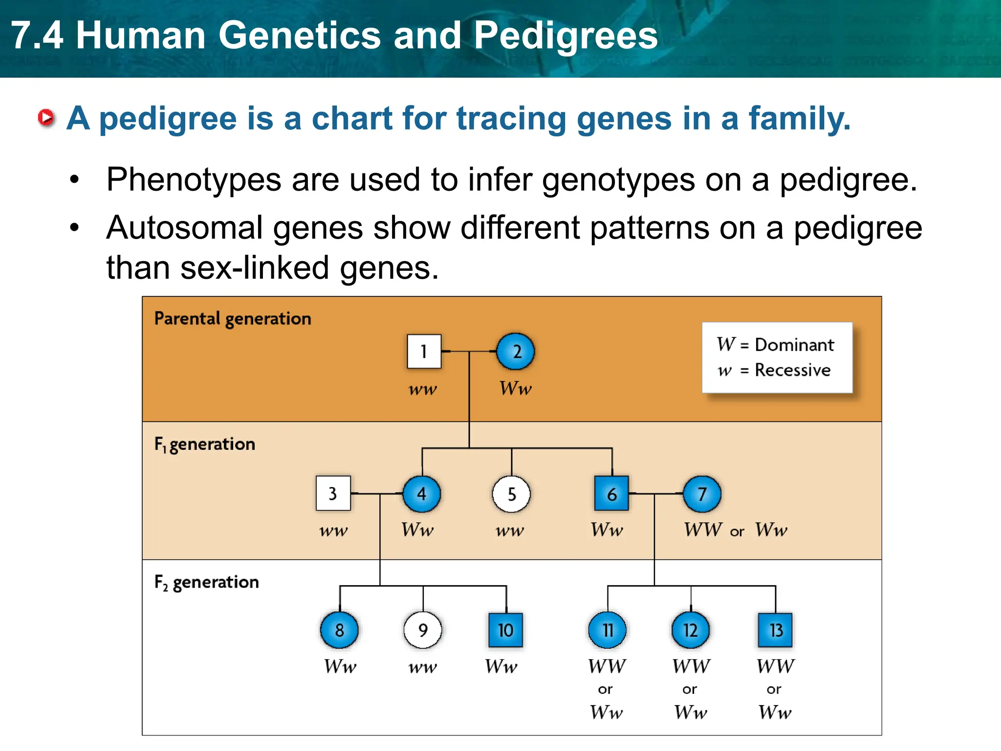 hssb0704t_powerpresDNA as the transforming principle..ppt