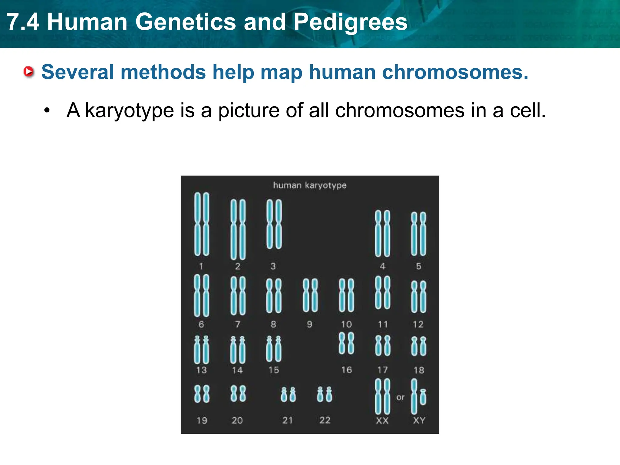 hssb0704t_powerpresDNA as the transforming principle..ppt