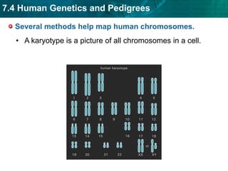 hssb0704t_powerpresDNA as the transforming principle..ppt