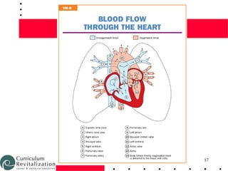 Cardiovascular system powerpoint presentation | PPT | Heart and ...